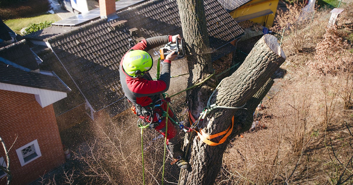 Safety Meeting: Tree Trimming - Safe At Work California