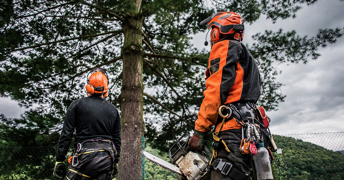 Safety Meeting: Cutting Down Trees - Safe At Work California