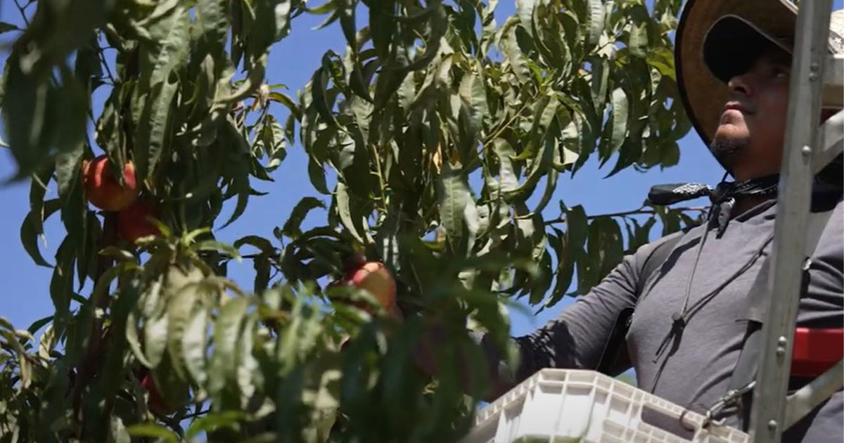 Orchard Safety: Tree Fruit - Safe At Work California